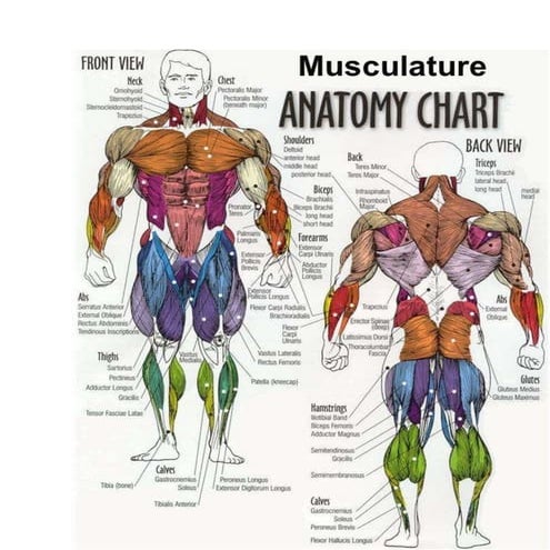 NAMA-NAMA OTOT PADA MANUSIA/NAMES OF MUSCLES IN HUMANS | PDF