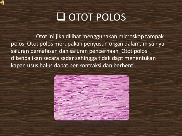Otot polos