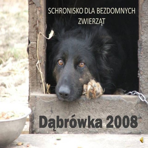 OTOZ Animals - schronisko w Dabrowce k. Wejherowa | PPS