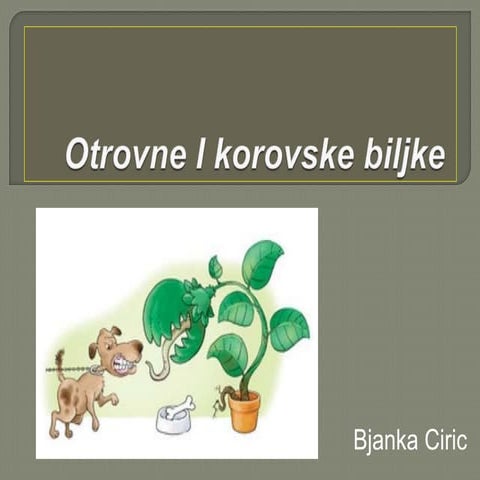 Otrovne i korovske biljke - Bjanka | PPTX