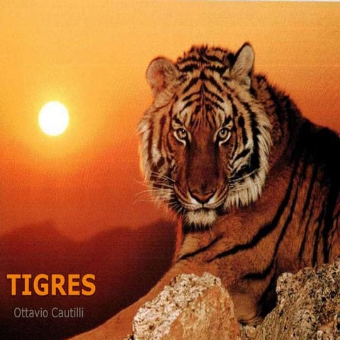Ottavio cautilli tigres | PPTX