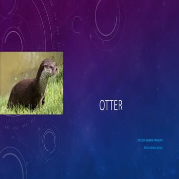Mijbil the otter | PPTX