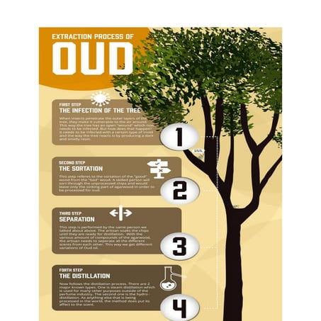 Oud Extraction Process | PDF | Perfume and Fragrance | Beauty