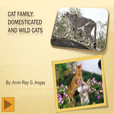 Our Feline Pets (Domesticated and Wild cats) | PPTX
