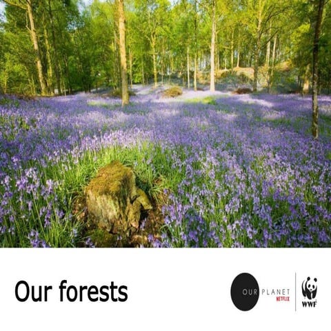 Forests-envir_eco_bio_protection__slides | PPTX