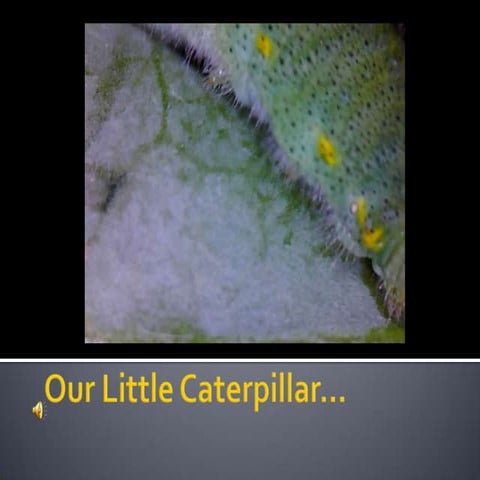 Our Little Caterpillar | PPTX