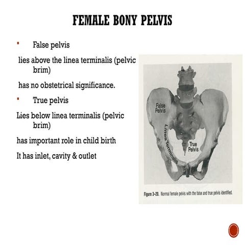 Classification of pelvis | PPTX