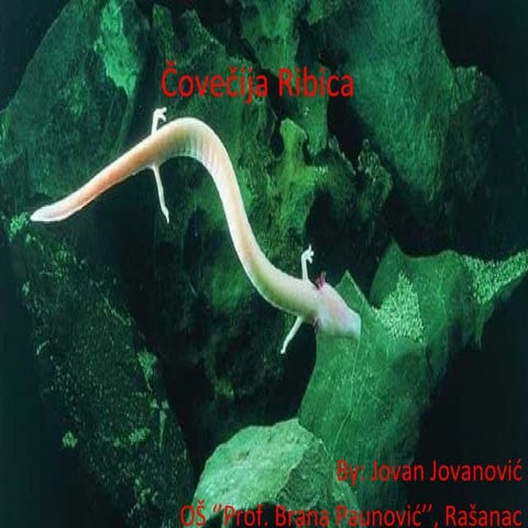 Čovečja ribica | PPT