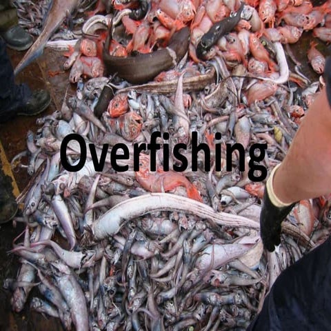 Overfishing power point | PPTX