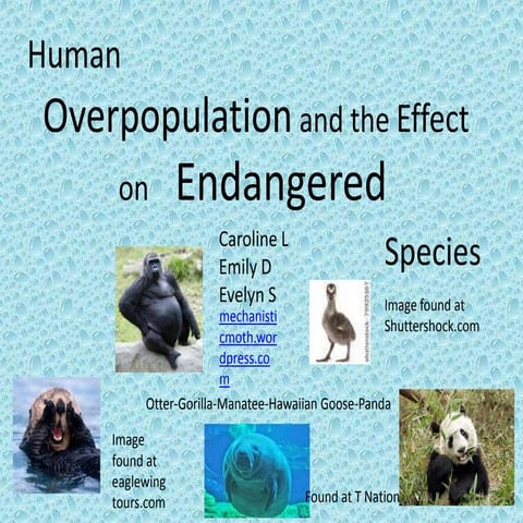 Overpopulation and the effect on animals | PPTX