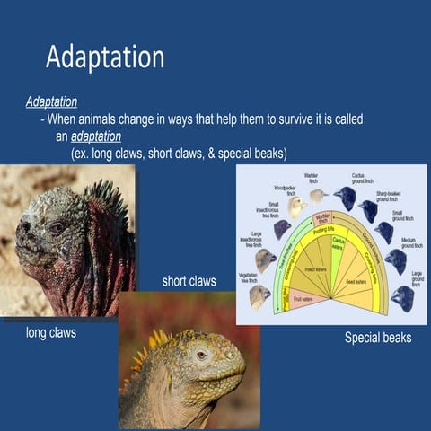 Adaptations | PPT