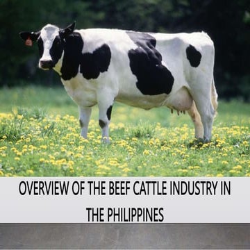 BEEF CATTLE PRODUCTION | PDF