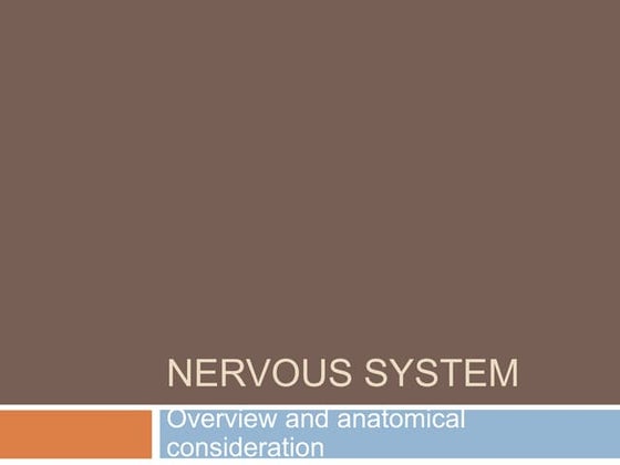 Introduction to the nervous system | PPT