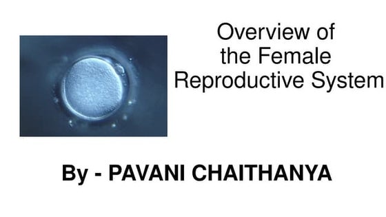 Gross Anatomy of the Female Reproductive System.pptx | Pregnancy ...
