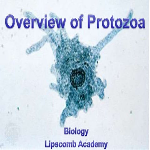 Overview of protozoa | PPTX
