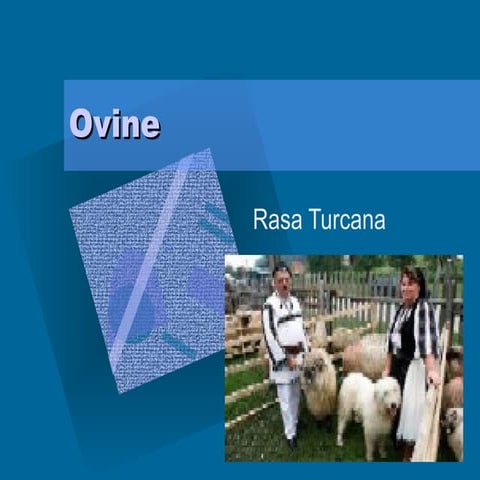 Ovine | PPT
