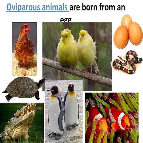 Oviparous and viviparous animals | PPT