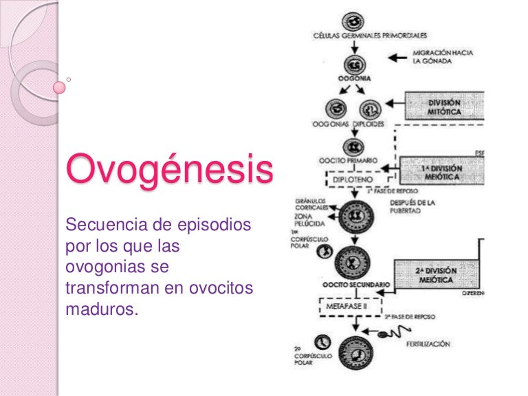 Ovogenesis