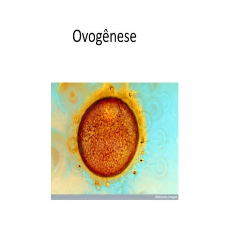Ovogênese slide | PPT