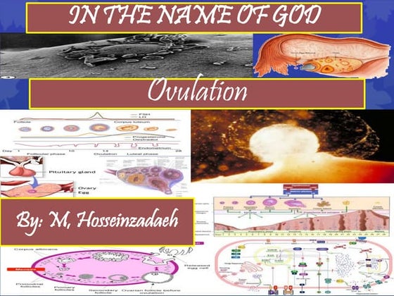Ovulation | PPT