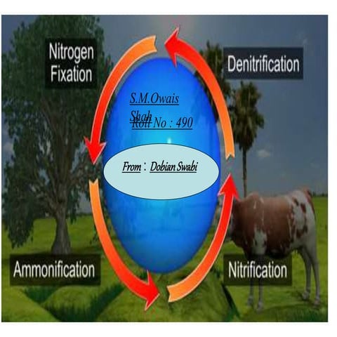 The Nitrogen Cycle PowerPoint Presentation | PPT