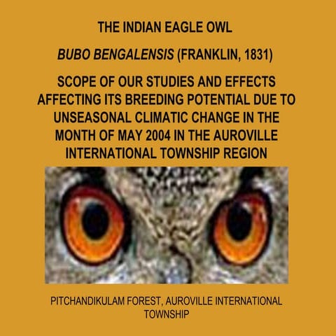 Owl | PPT