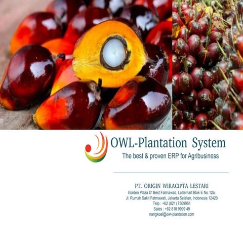 OWL-Plantation_2022.pdf