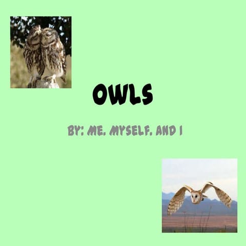 Owls | PPT