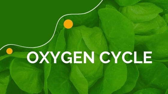 Carbon-Oxygen Cycle | PPT | Chemistry | Science