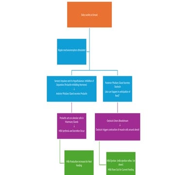 oxytocin , prolactin flow chart: Neuro endocrine arc.pptx