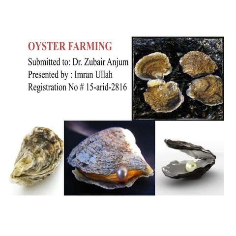 Oyster farming | PPTX
