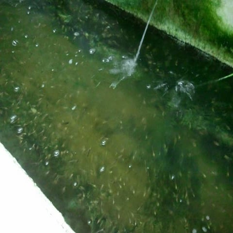 Ozark Angels Hatchery Tour | ODP