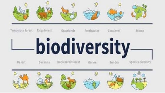 Biodiversity Pamphlet.pdf discussing the biodiversity of the world | PPT