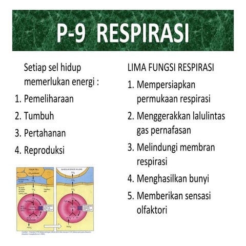 Respirasi | PPT