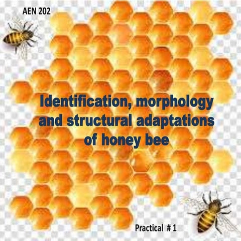 Morphology and anatomy of honeybee | PPTX