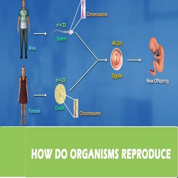 DO ORGANISMS CREATE EXACT COPIES OF THEMSELVES.pptx