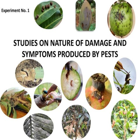 P1 Nature of damage and symptoms.pptx