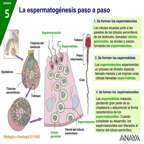 P 2 104_espermatog | PPT