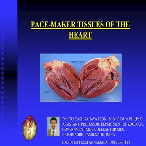 Pace maker tissues of the heart | PPT