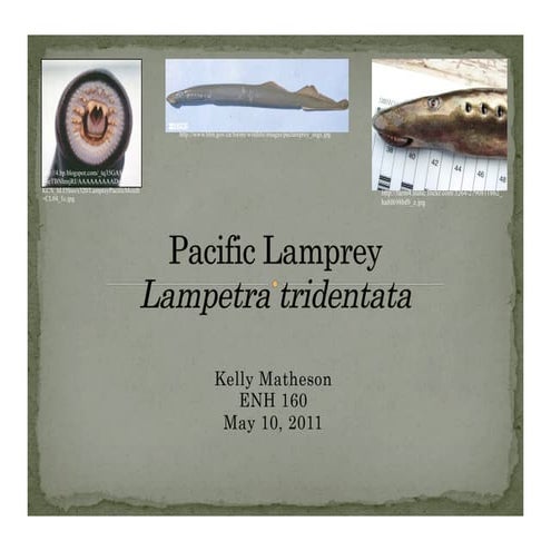 Pacific lamprey | PDF