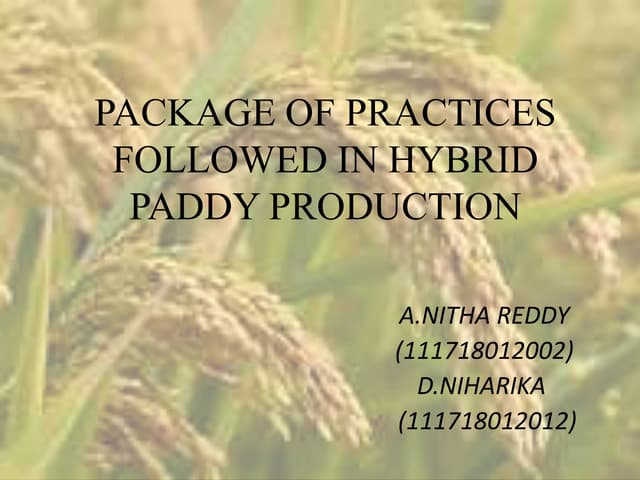 Hybrid seed production of rice | PPTX