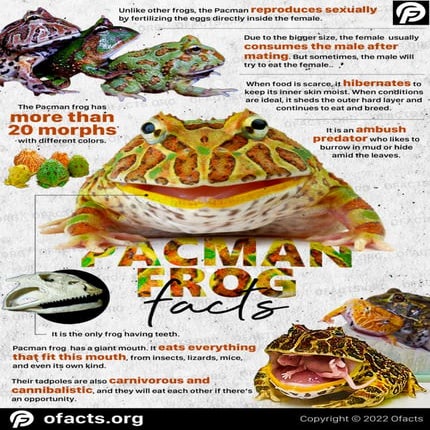 Pacman frog facts | PDF