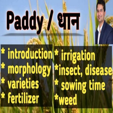 cultivation of paddy / rice || Agronomy || B.Sc agriculture | PPTX