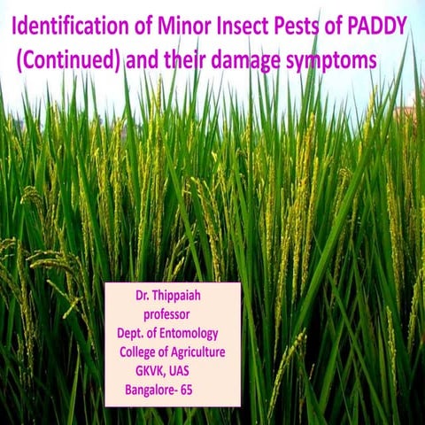 Paddy pests 11 | PPTX