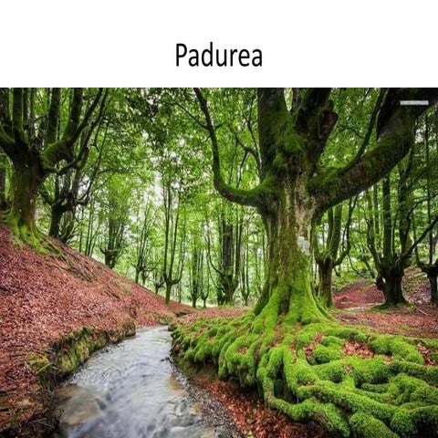 Geografie padurea ecuatoriala | PPT