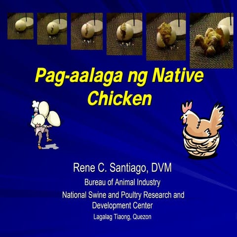 Pag-Aalaga-at paraan Ng mga Native-Chickens | PDF