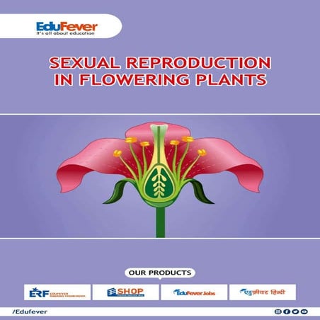 Sexual Reproduction in Flowering Plants- Biology Revision Notes | PDF