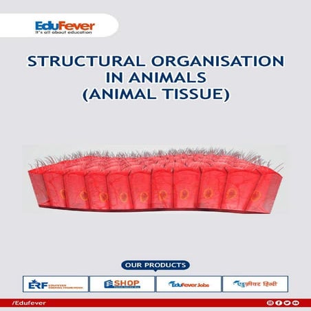 Structural Organisation in Animals - Biology Revision Notes | PDF