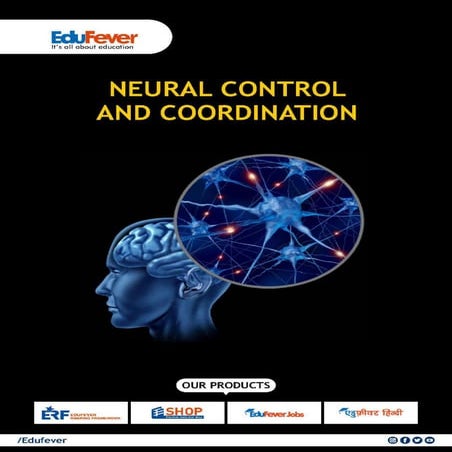 Neural Control & Coordination - Biology Revision Notes | PDF