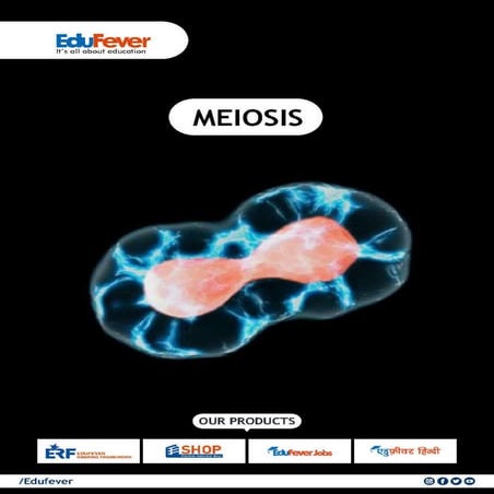 Meiosis Biology Revision Notes Pdf